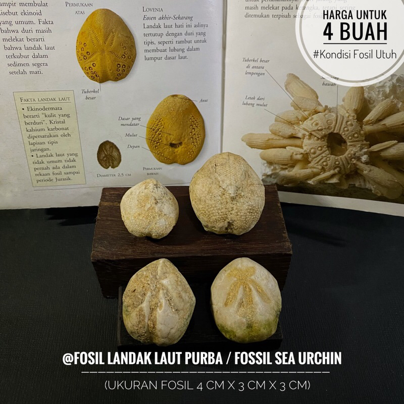 Jual Fosil Landak Laut Purba Natural B13 atau Fossil Sea Urchin atau ...