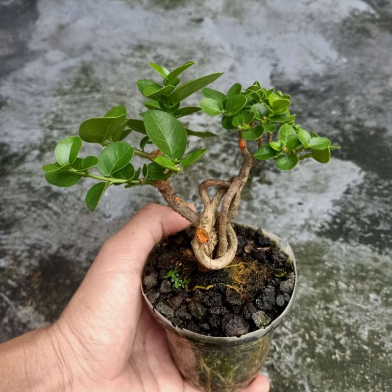 Jual Bahan Bonsai Sancang Split Trunk subur | Shopee Indonesia