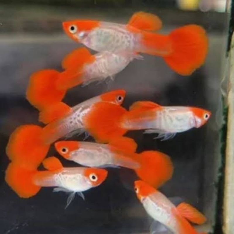 Jual Packing Sterofoam ( Guppy Ss Blonde Koi ) | Shopee Indonesia
