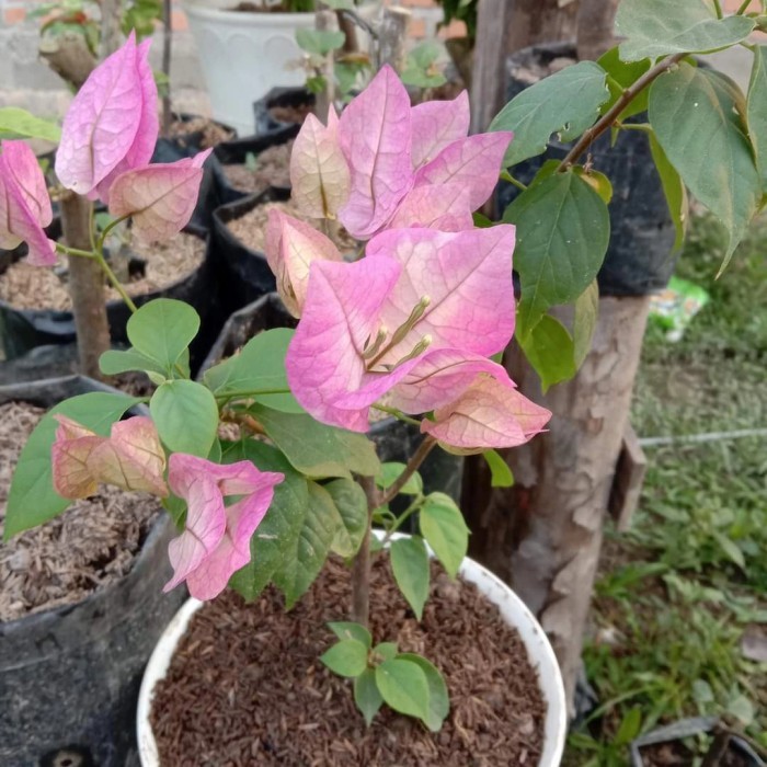 Jual BIBIT BUNGA BUGENVIL WAJID ALISHA ORIAN / BUNGA BOUGENVILLE WAJID ...