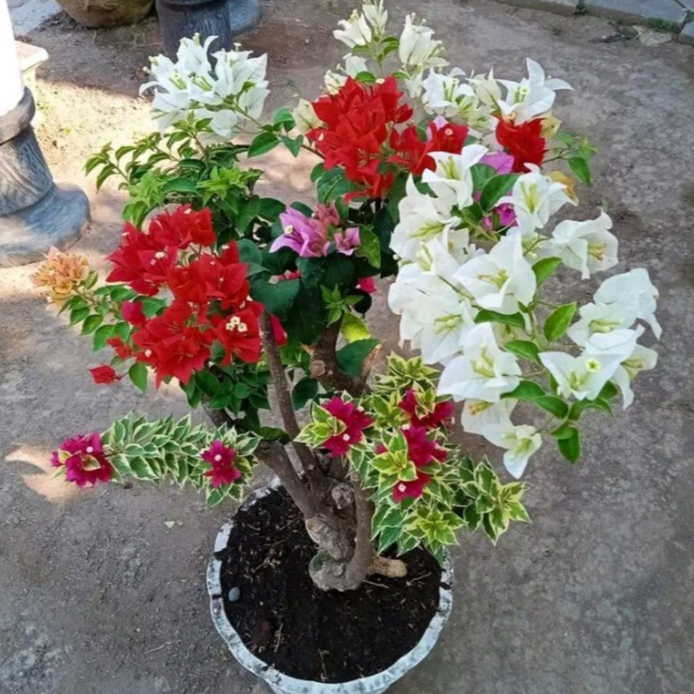 Jual BUGENVIL 5 WARNA GRAFTING | BOUGENVILLE 5 WARNA BUNGA KERTAS HIAS ...