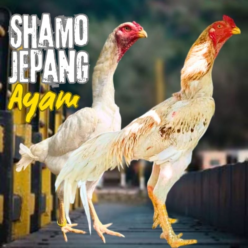 Jual telur ayam shamo jepang ori bisa untuk di tetaskan | Shopee Indonesia