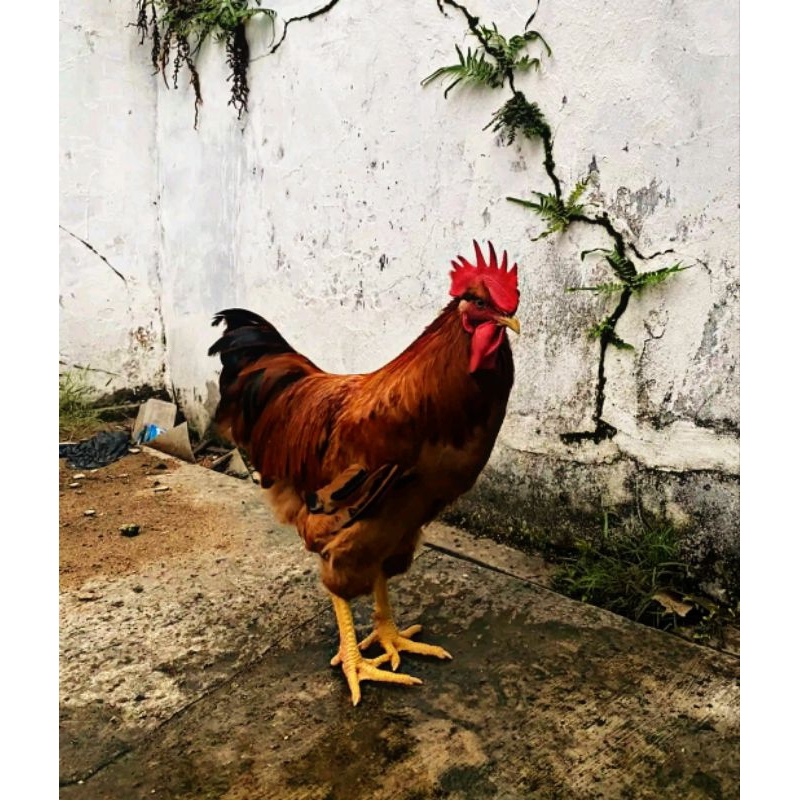 Jual AYAM MERAWANG | Shopee Indonesia