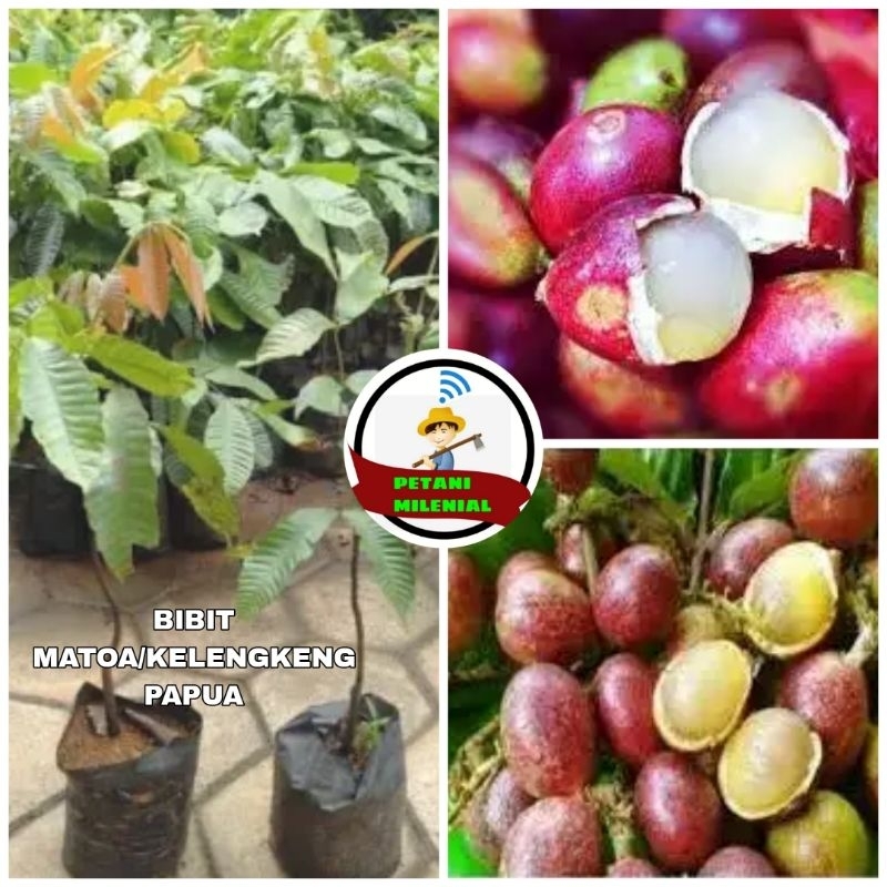 Jual BIBIT MATOA SUPER/ KELENGKENG PAPUA | Shopee Indonesia