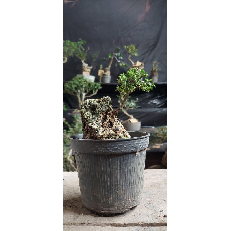 Jual Bonsai Mini di atas Batu Real | Shopee Indonesia