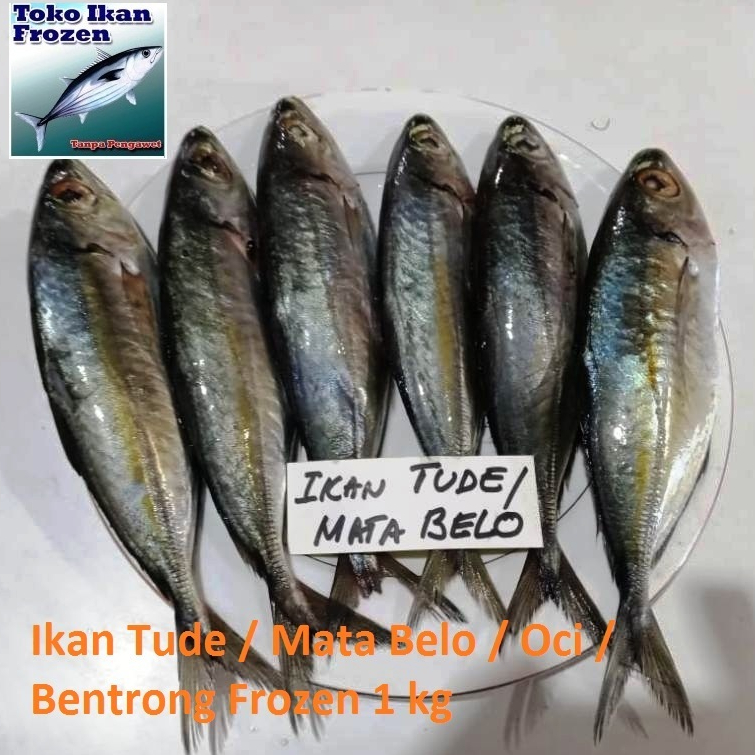 Jual TOKO IKAN FROZEN Ikan Tude Mata Belo Bentrong Oci Frozen Fresh 1 ...