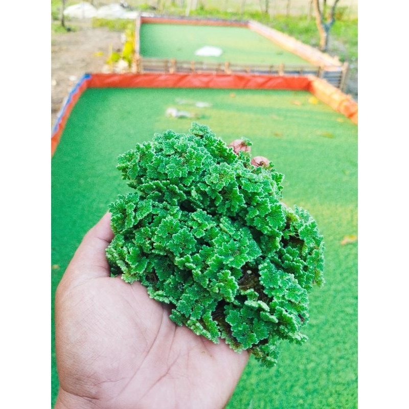 Jual Azolla Microphylla Super untuk berat 1000 gram/ 1 kg Azolla ...