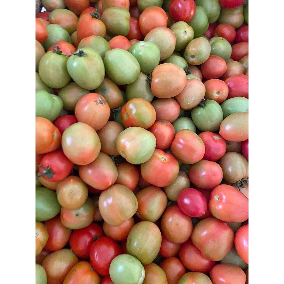 Jual Tomat Fresh 500gr | Shopee Indonesia