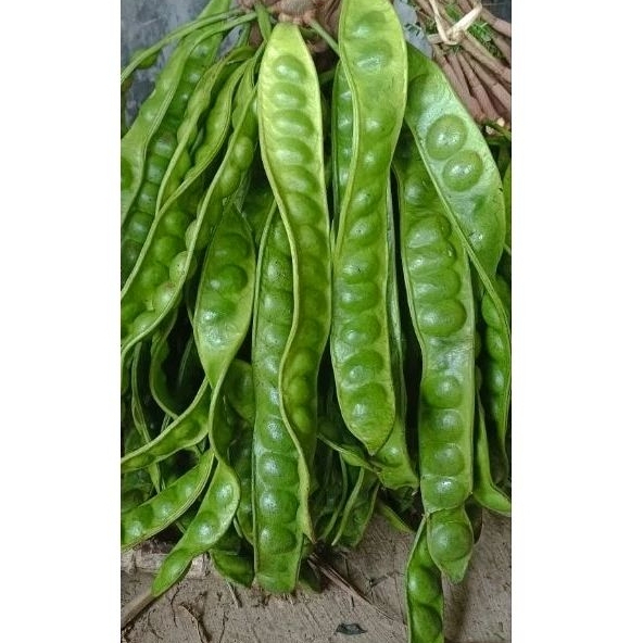 Jual petai /pete Petai Peteuy Pete Segar isi 1 papan | Shopee Indonesia Jual petai /pete Petai Peteuy Pete Segar isi 1 papan | Shopee Indonesia