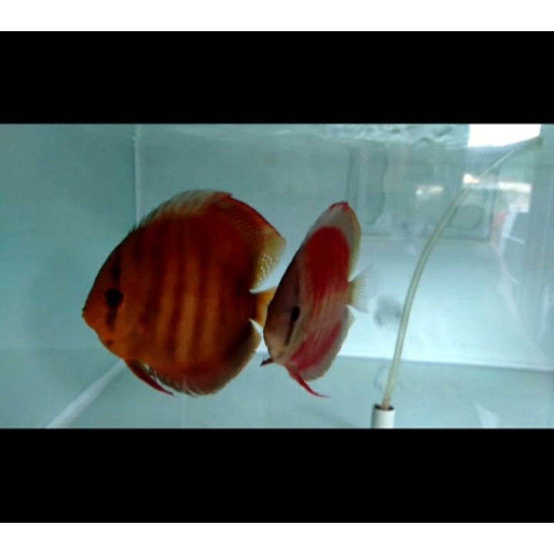 Jual discus Sun merah 2 inch | Shopee Indonesia
