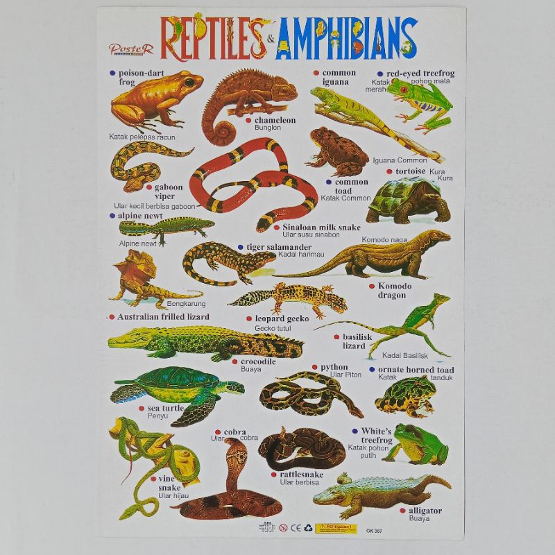 Jual Poster Anak Edukasi Hewan Reptiles | Shopee Indonesia