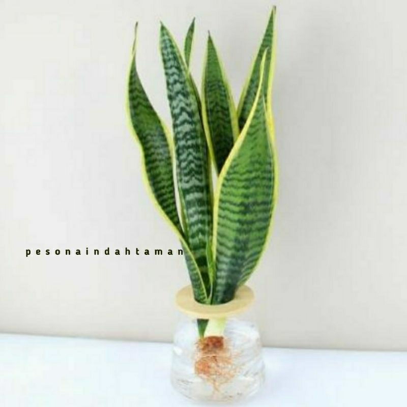 Jual Tanaman media air sansivera lidah mertua - Sansivera pedang ...