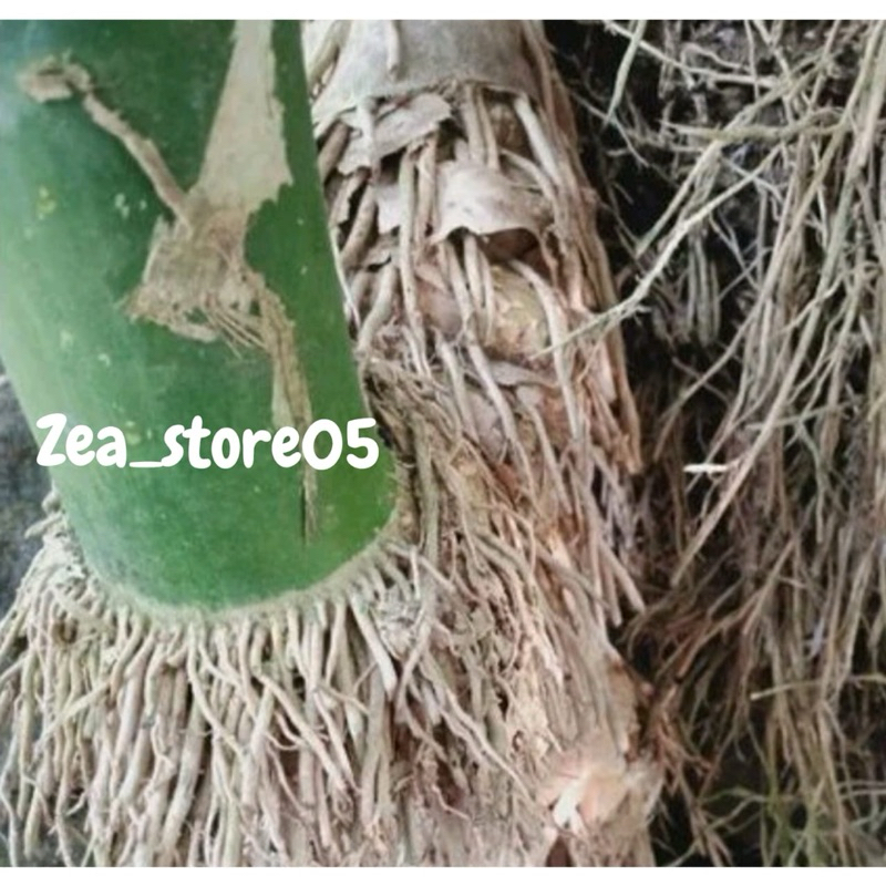 Jual herbal akar bambu segar 500gram (original) | Shopee Indonesia