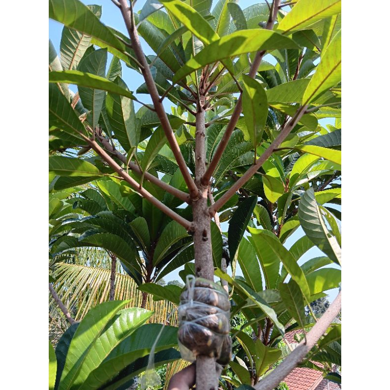 Jual mamey sapote LORITO ( potong cangkok ) | Shopee Indonesia