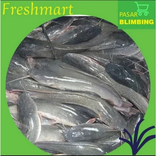 Jual Lele 1 Kg Terlengkap & Harga Terbaru Oktober 2025 | Shopee Indonesia