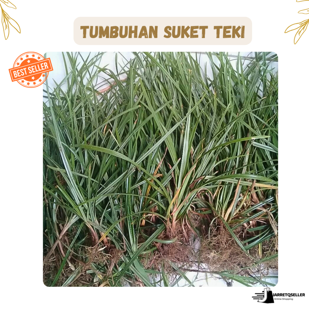 Jual 🆕 Tanaman Suket Teki || Rumput Teki Segar Cabutan Akar Batang Daun ...