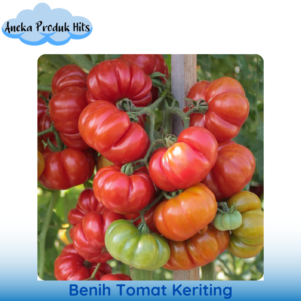 Jual Benih Tomat Ranti Keriting AMELIA isi 25 biji | Shopee Indonesia