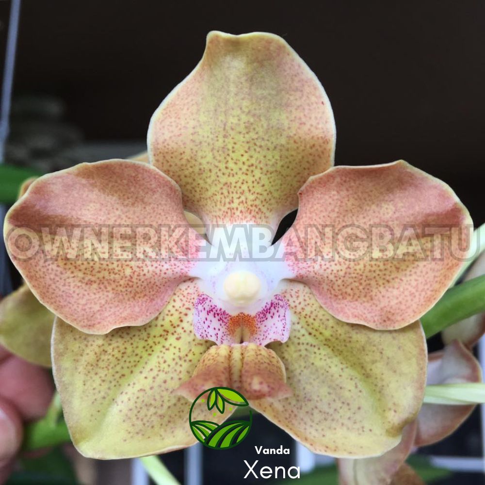 Jual Remaja Anggrek Vanda XENA Warna Soft Bunga Besar Koleksi Langka ...