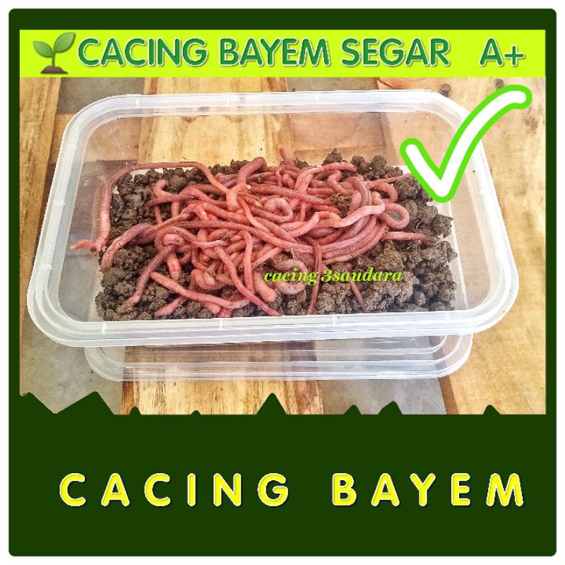 Jual Cacing bayem cacing sawah cacing ping Umpan mancing gacor ikan ...