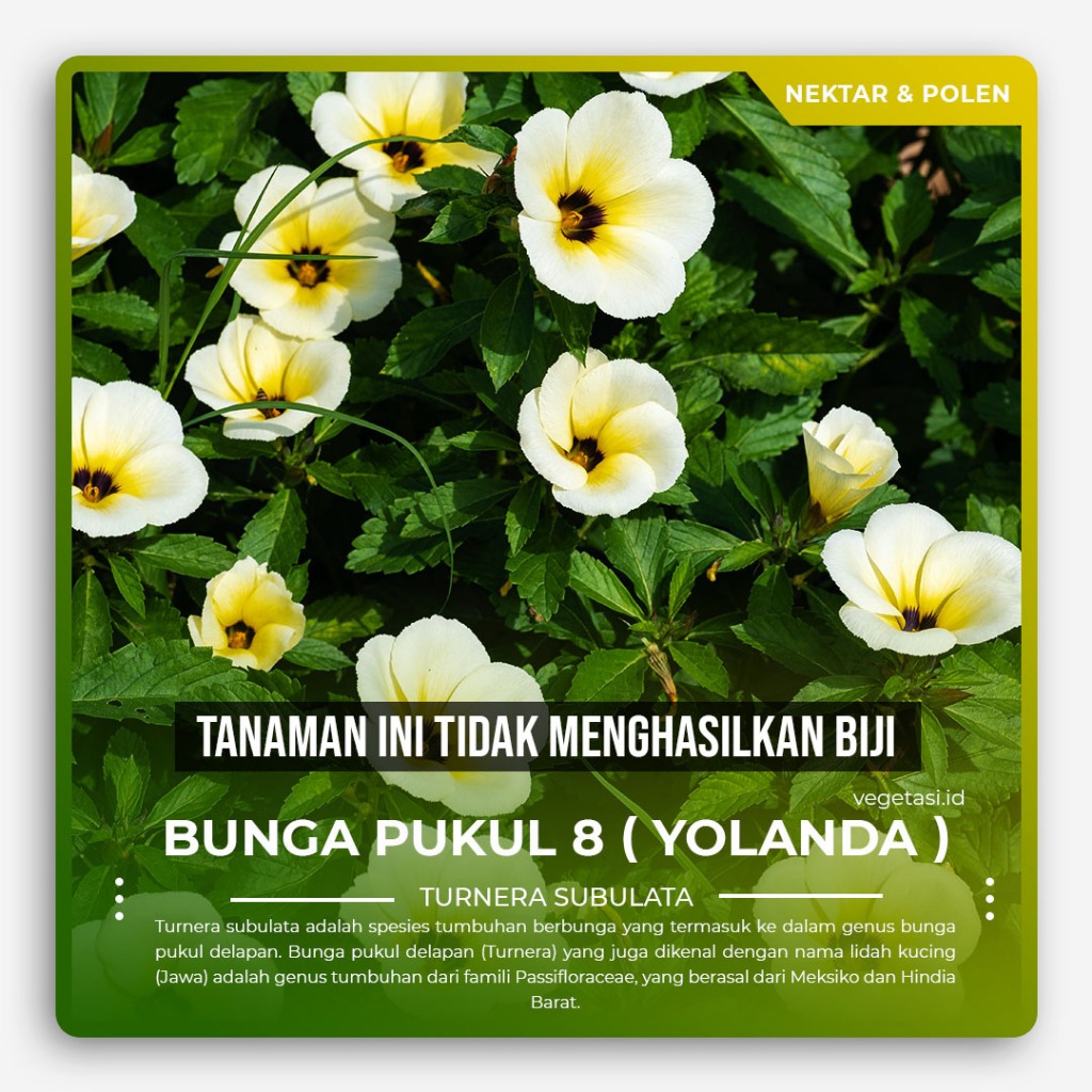 Jual Bibit Bunga Pukul Delapan Putih Turnera Subulata untuk pakan lebah ...