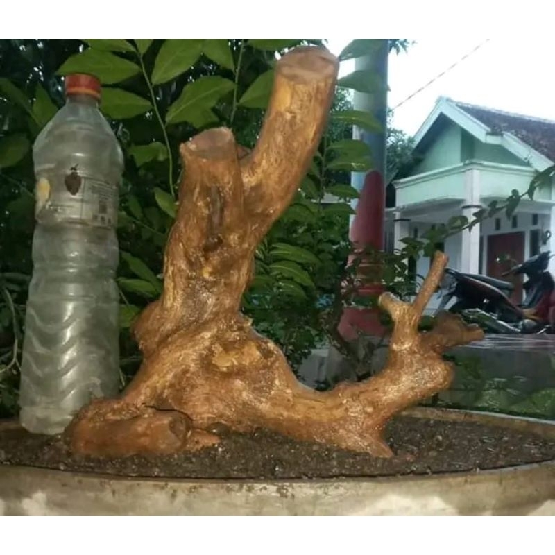 Jual bahan bonsai wahong gunung REAL PICT!!! | Shopee Indonesia
