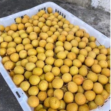 Jual LENGKENG GOLD LOGO EMAS BANGKOK GDE2 manis biji kecil/kg | Shopee ...