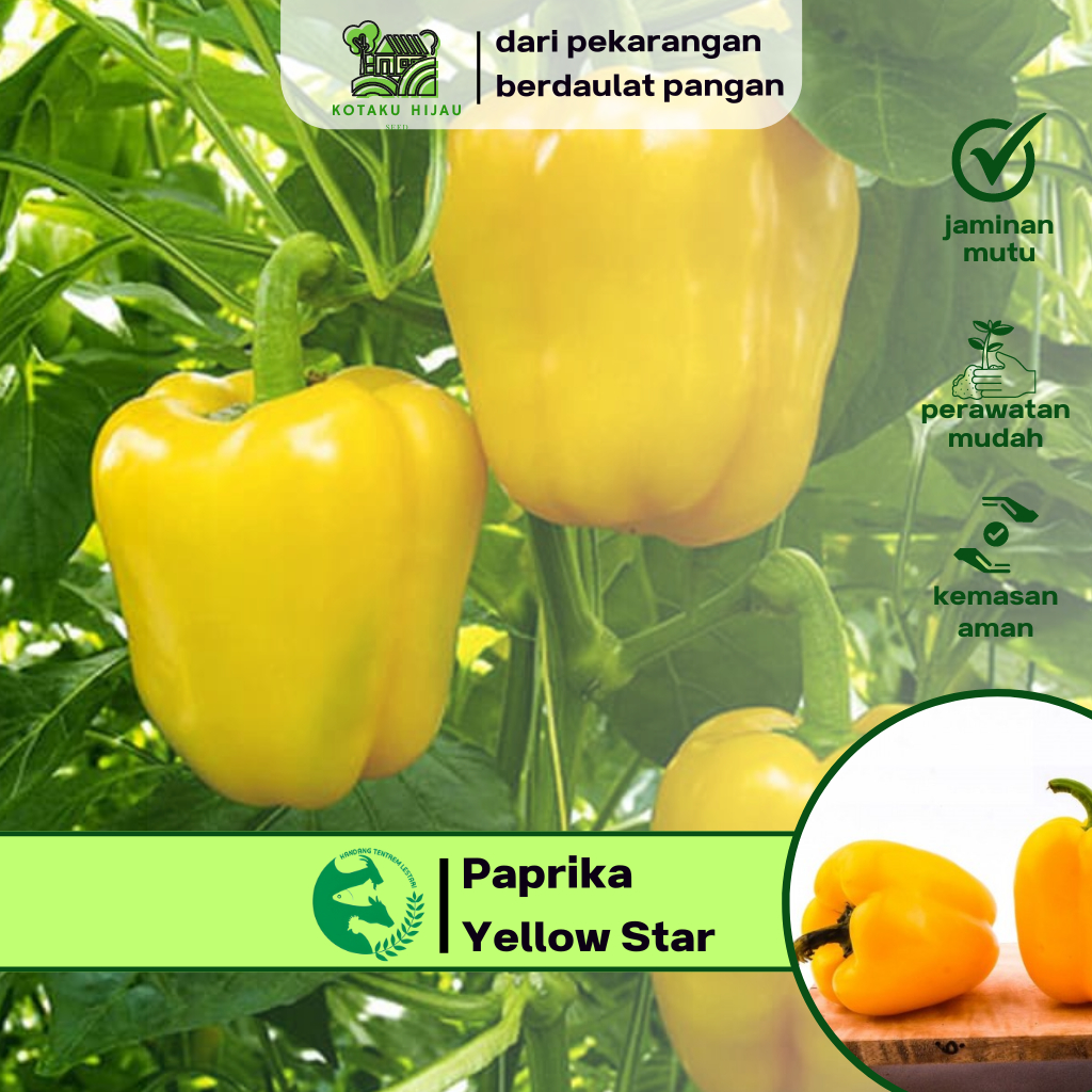 Jual Benih Paprika Kuning 10 biji sweet pepper kualitas unggul | Shopee ...