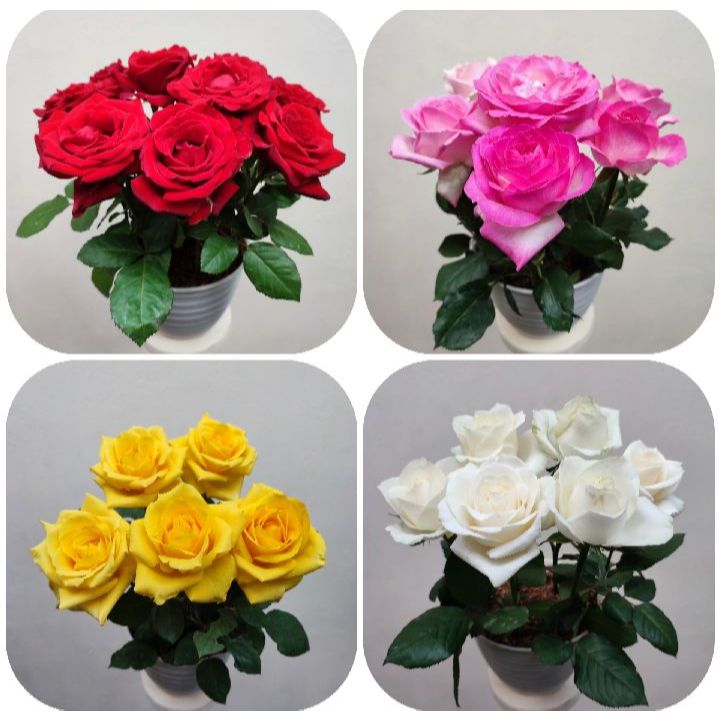 Jual 4 POHON TANAMAN HIAS BUNGA MAWAR ROSE SIAP MEKAR | TANAMAN HIDUP 4 ...