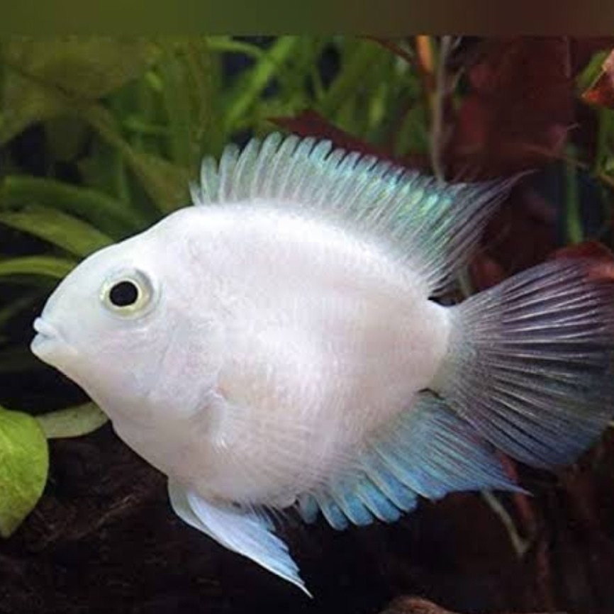 Jual HIASAN AQUASCAPE PARROT IKAN PAROT BLUE PAROT ATAU PLATINUM ...