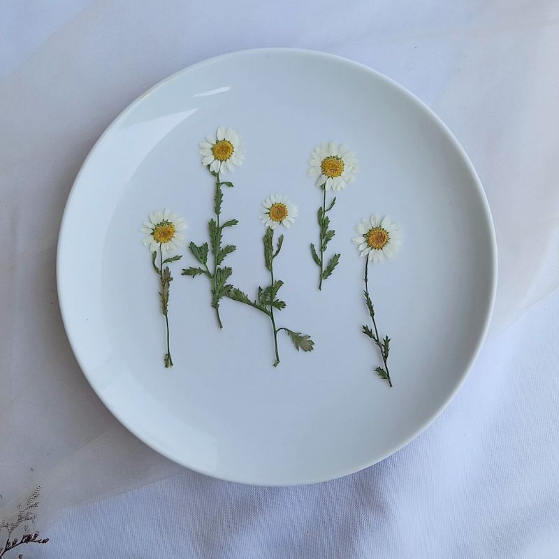 Jual pressed flower Daisy with stem /pressed Daisy tangkai /bunga ...