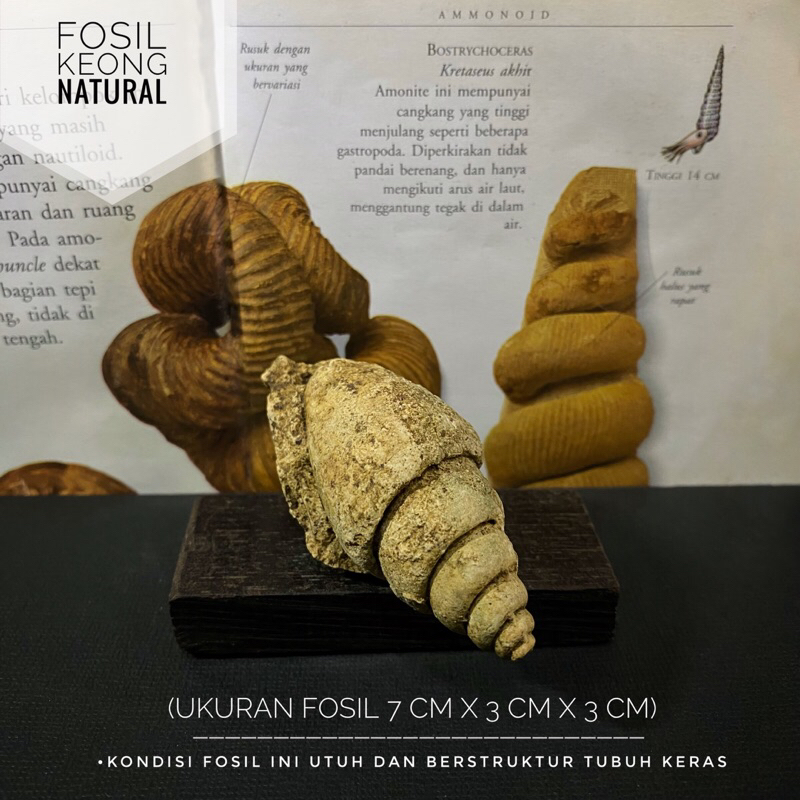 Jual Fosil Keong Natural B72 atau Fosil Kerang atau Fossil Gastropoda ...