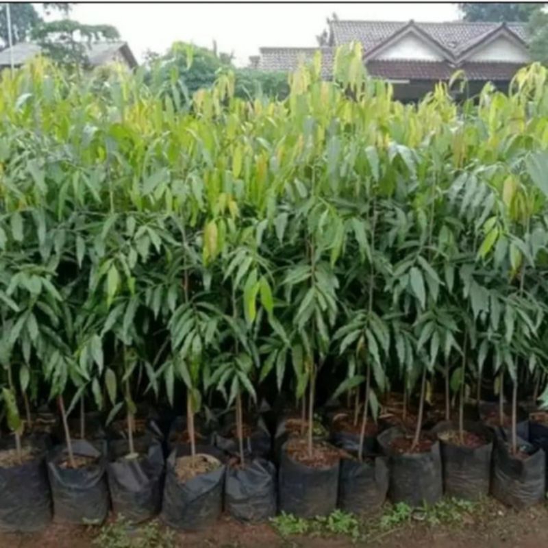 Jual Bibit Pohon Glodokan Tiang Tinggi 1 Meter Up | Bibit Tanaman ...