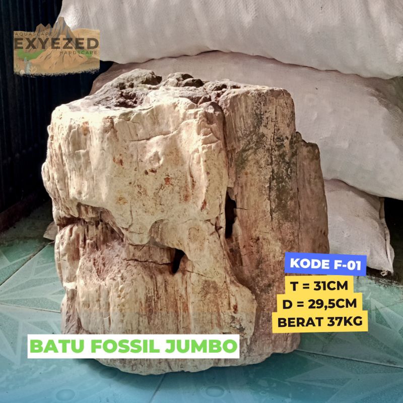 Jual Batu Fosil Jumbo / Batu Fosil Besar untuk taman | Shopee Indonesia