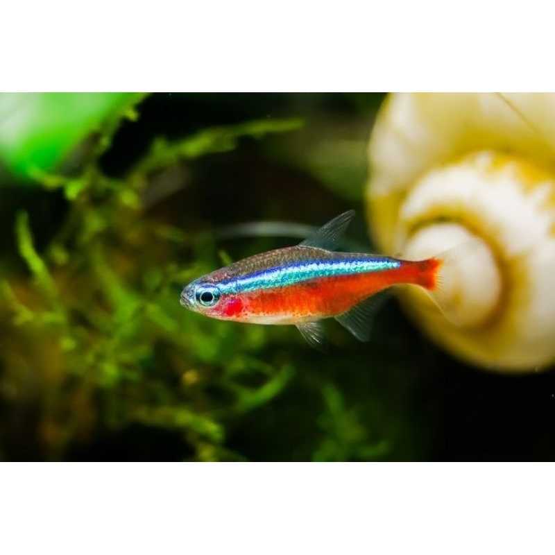 Jual Ikan Neon Cardinal Size 1 Cm Ikan Hias Aquascape Air Tawar ...
