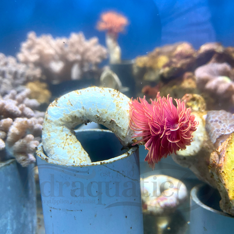 Jual (INSTANT BANDUNG) CACING MERAH HIASAN TERUMBU KARANG CORAL TANAMAN ...