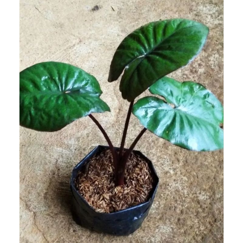 Jual Tanaman Hias Sente Hitam/Keladi Hitam | Shopee Indonesia