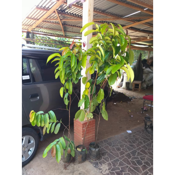 Jual Bibit Tanaman Pohon Ulin / Kayu Besi - Tanaman Langka | Shopee ...