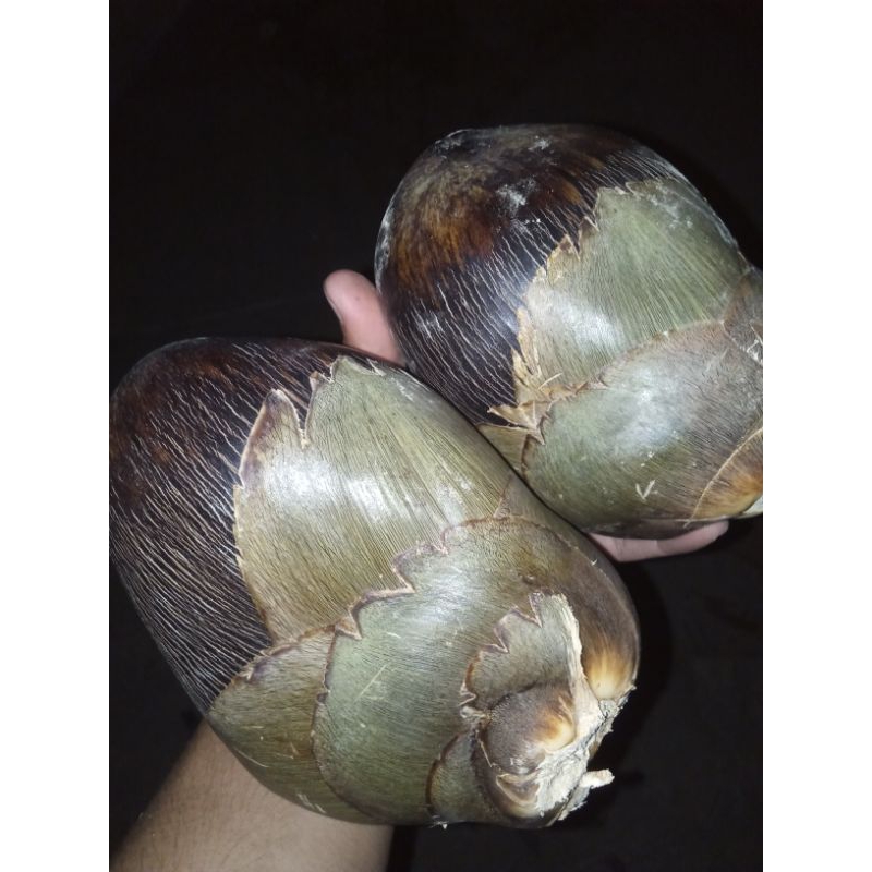 Jual Siwalan Bulat Utuh Fresh (BACA DESKRIPSI SEBELUM ORDER) | Shopee ...