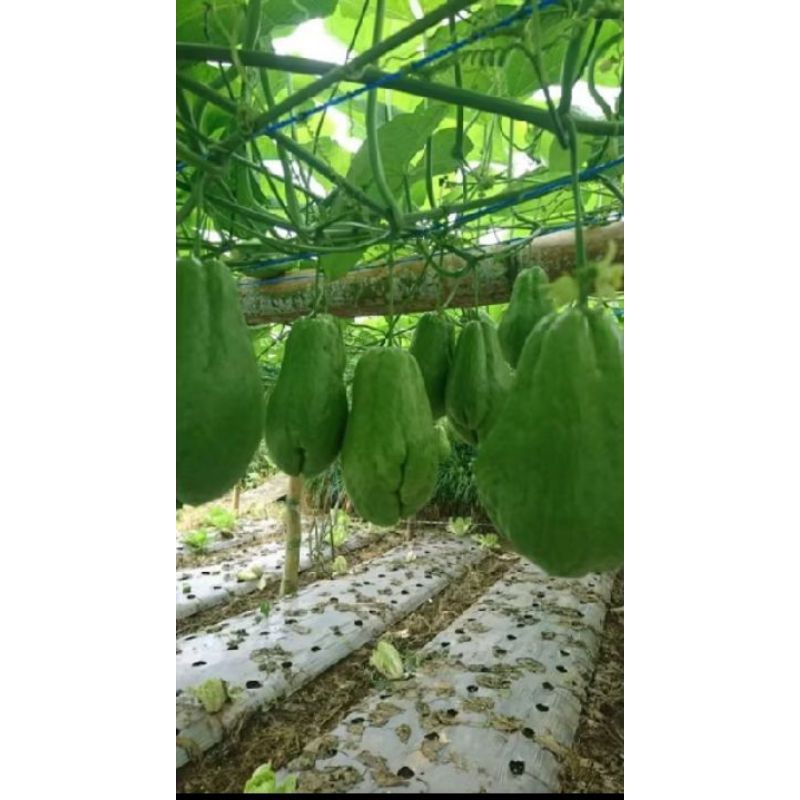 Jual KEBUN_RAIS-10 Bibit labu siam siap tanam | Shopee Indonesia