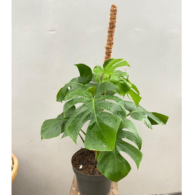 Jual Monstera Borsi dengan Turus jumlah daun sekitar 8-9 daun | Shopee ...