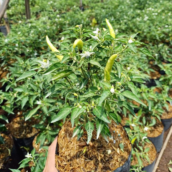 Jual Bibit Tanaman Cabai Rawit Hibrida / Cabe / Lombok Konsumsi ...