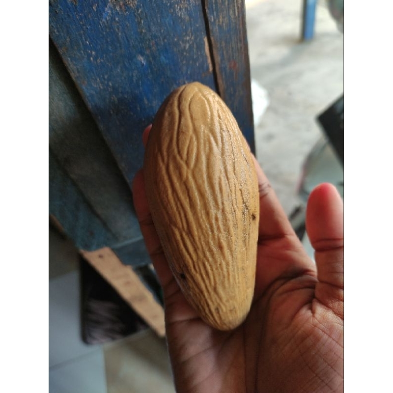 Jual Buah Ulin ( Biji Kayu Ulin/Kayu Besi Asli Kalimantan) | Shopee ...