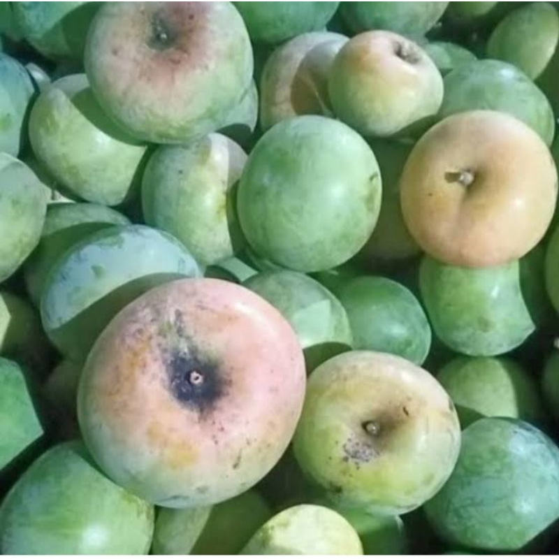 Jual mangga apel muda isi 1kg sangat cocok untuk rujak | Shopee Indonesia