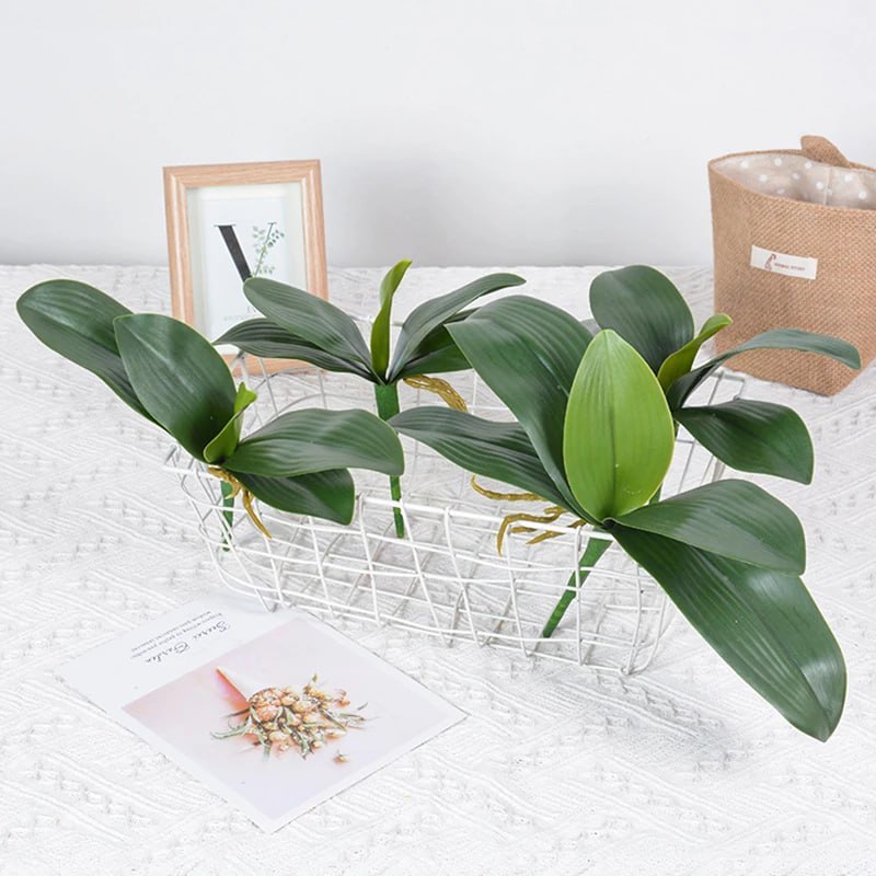 Jual Daun Anggrek dengan Akar - Bahan Daun LATEX TEBAL - Daun Bunga ...