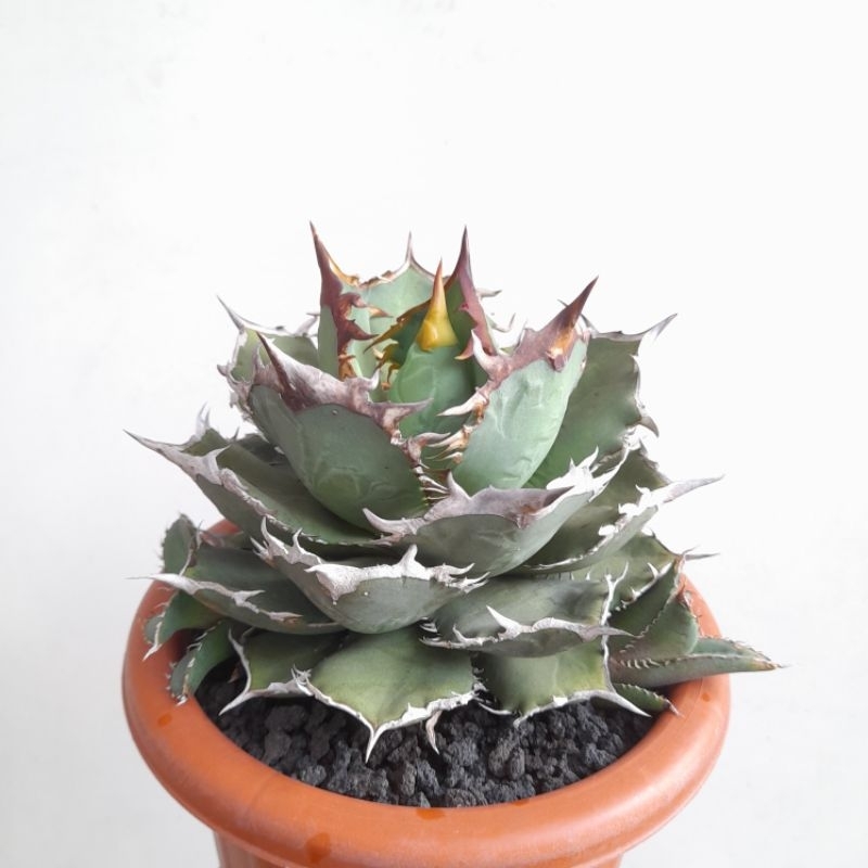 Jual Agave titanota FO 76 (anakan) | Shopee Indonesia