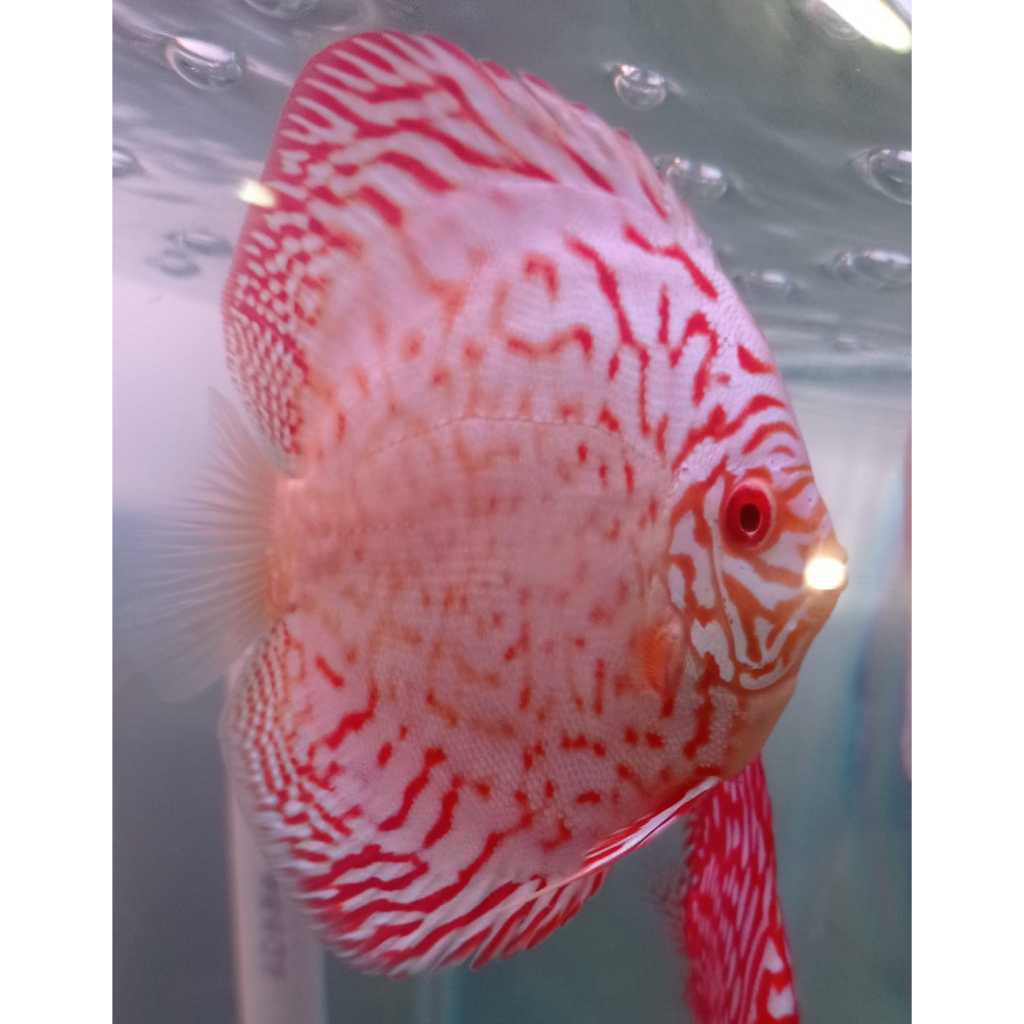 Jual Ikan Discus Albino Red Pigeon 2,5" inch s/d 5" inch | Shopee Indonesia