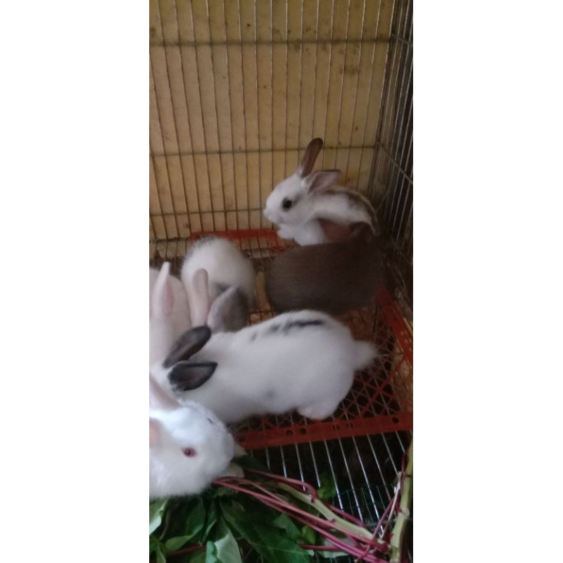 Jual Kelinci hidup bligon | Shopee Indonesia