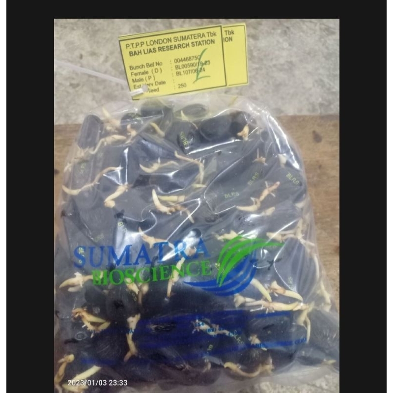 Jual Benih Bibit kecambah sawit Lonsum BL7 unggul | Shopee Indonesia