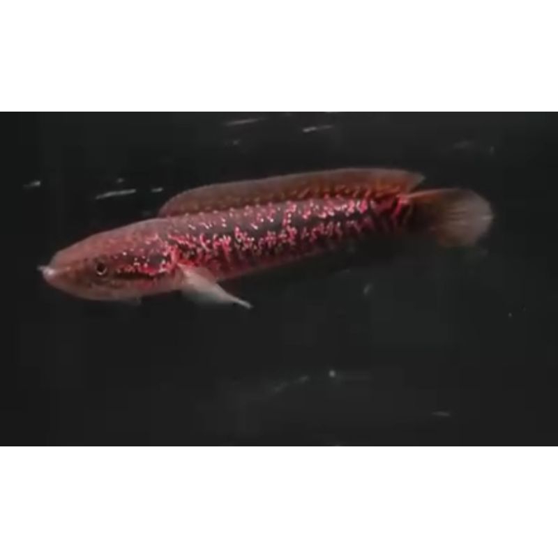 Jual Channa Asiatica Rsp Kalimaya ukuran 10-12cm full pelet | Shopee ...
