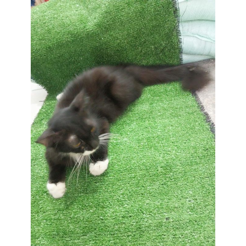 Jual kucing persia mix dome | Shopee Indonesia